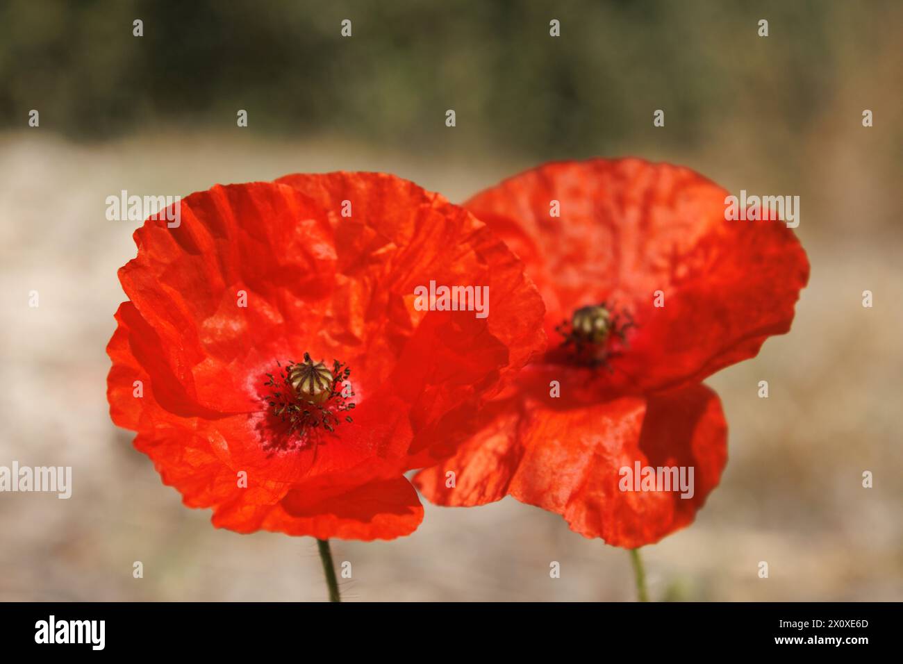 Alquera hi-res stock photography and images - Alamy