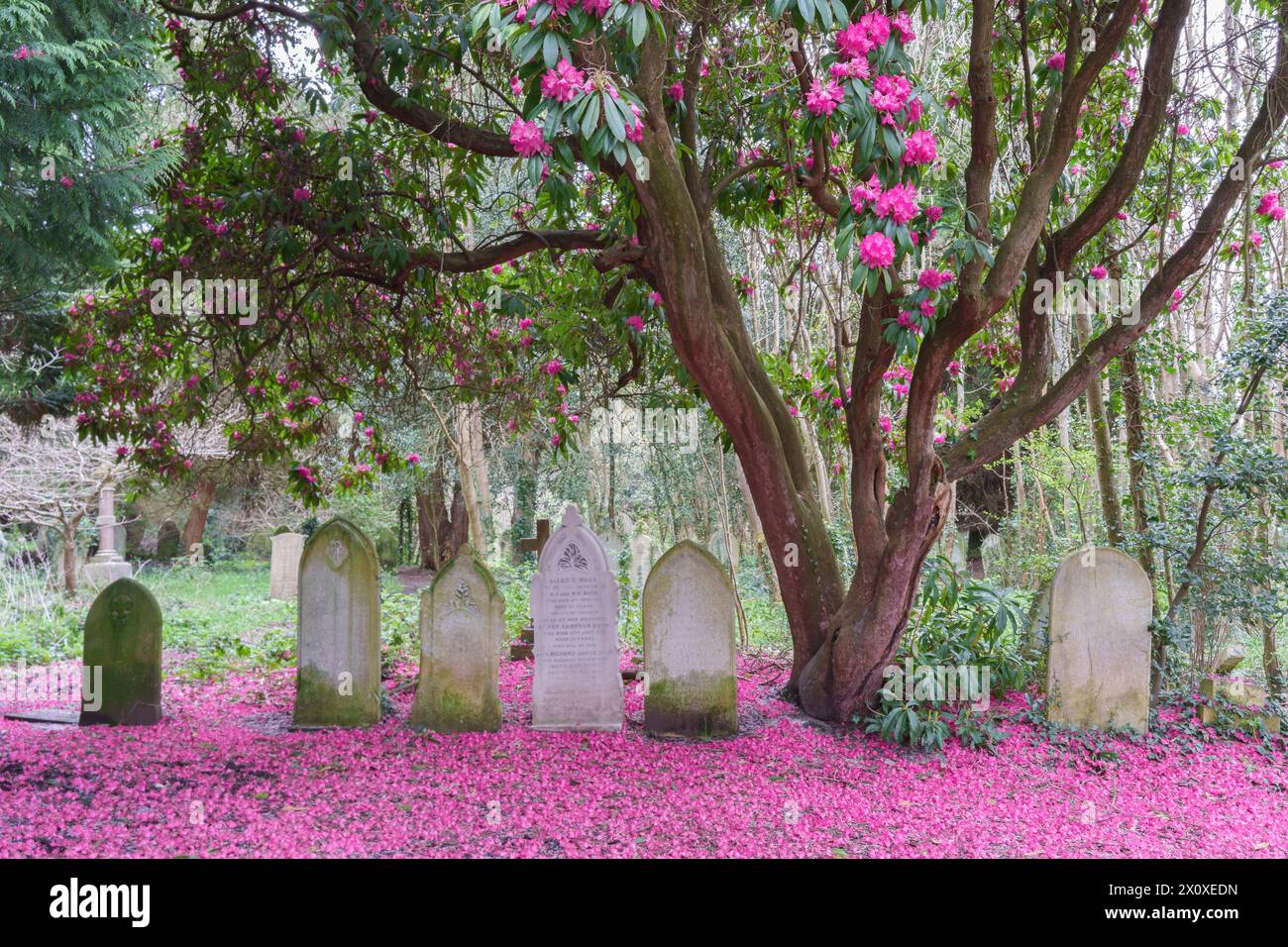 Pink rhododendron in Southampton Old Cemetery Stock Photo - Alamy