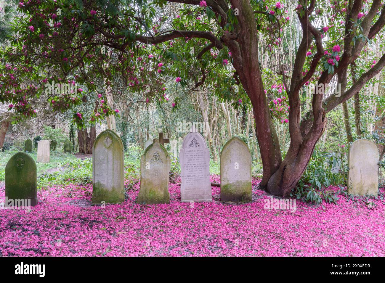 Pink rhododendron in Southampton Old Cemetery Stock Photo - Alamy