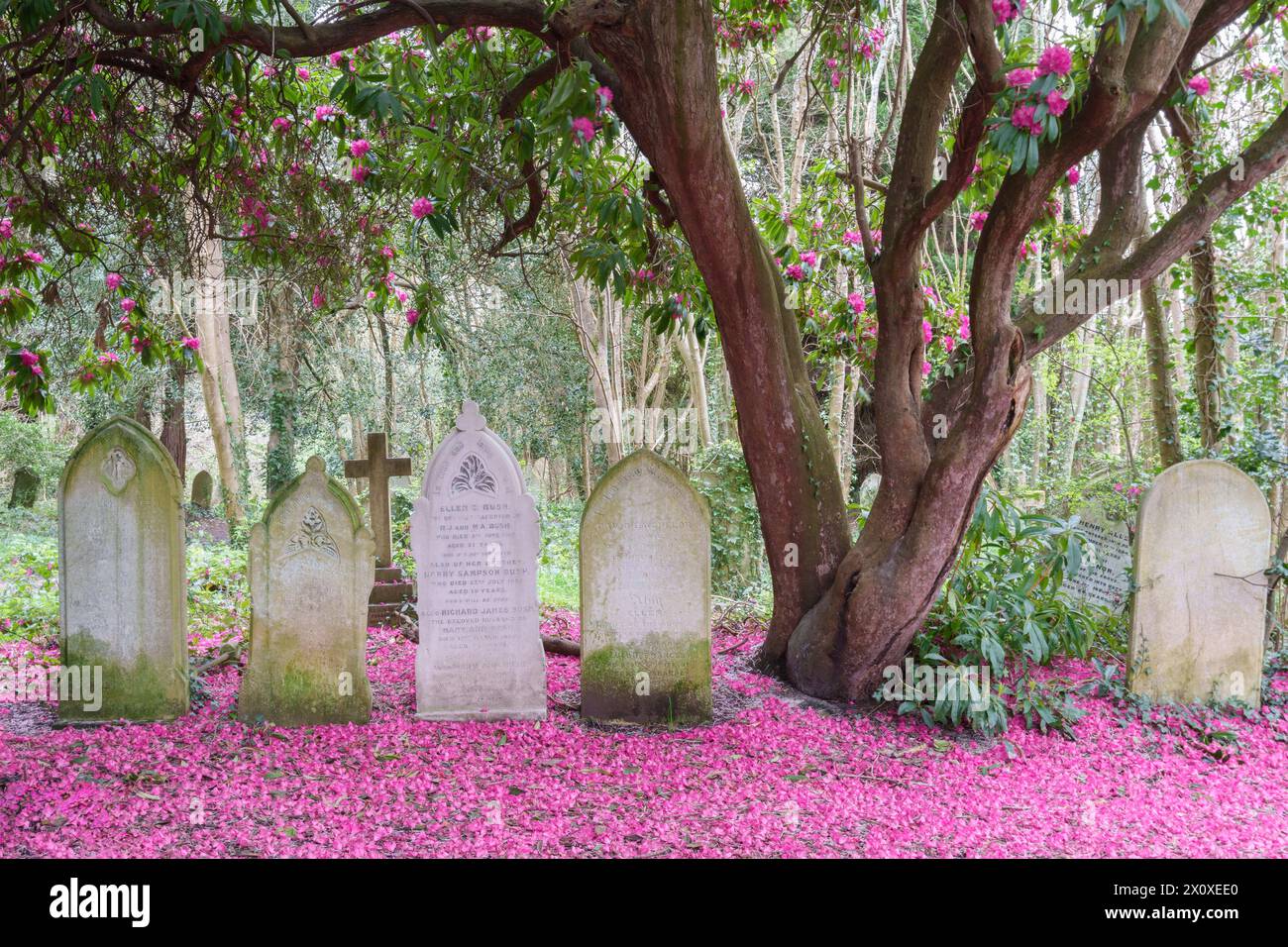 Pink rhododendron in Southampton Old Cemetery Stock Photo - Alamy