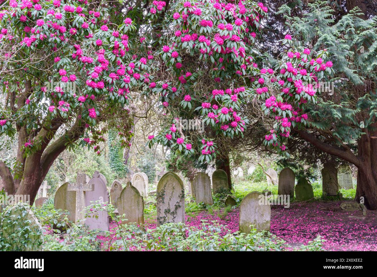Pink rhododendron in Southampton Old Cemetery Stock Photo - Alamy
