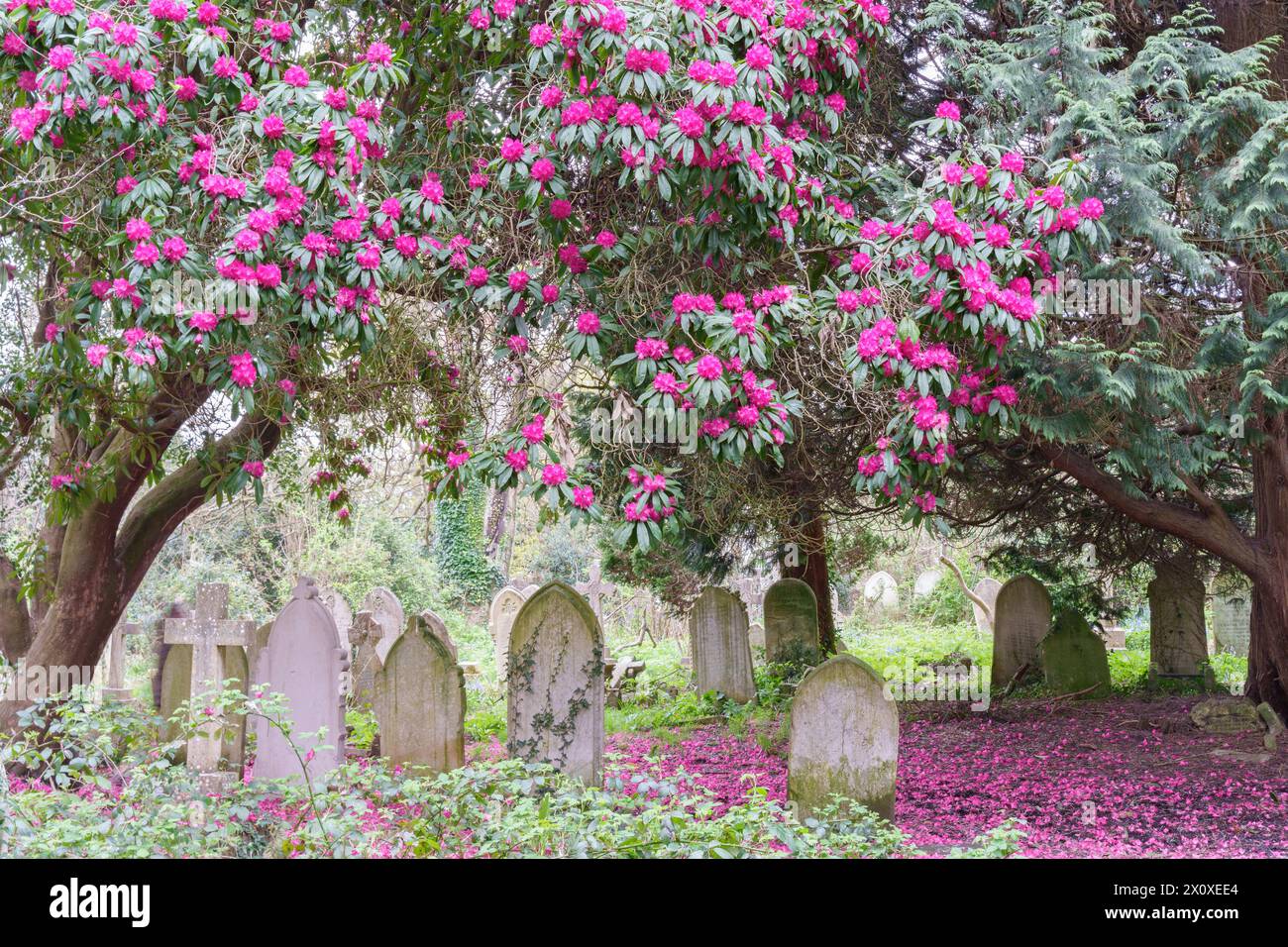 Pink rhododendron in Southampton Old Cemetery Stock Photo - Alamy