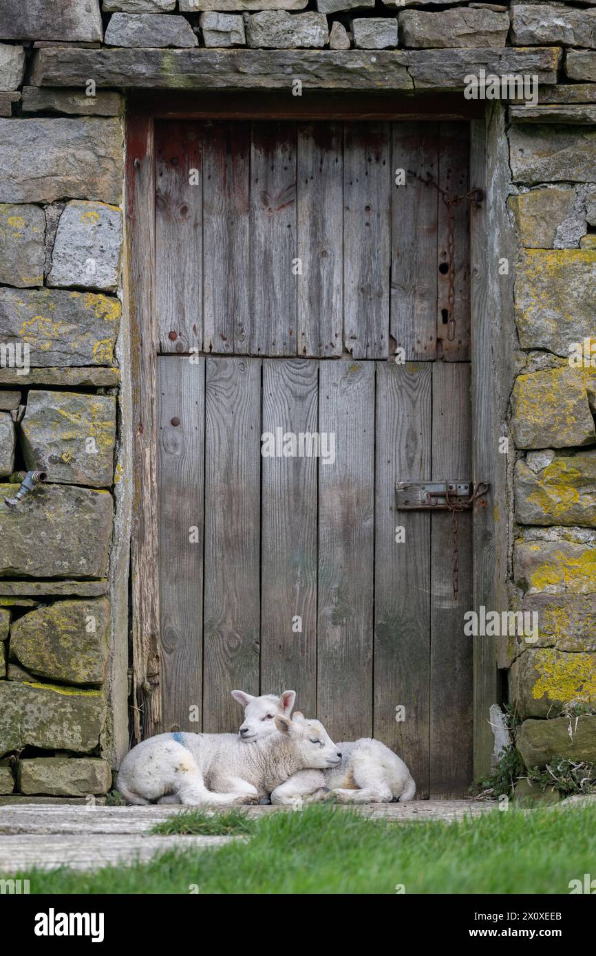 Pair of twin lambs snuggle together in the doorway of an old abandoned ...