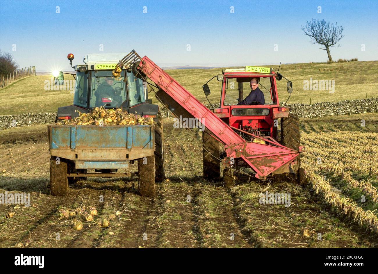 Farmer harvesting fodder beet to feed to livestock on a winter morning ...