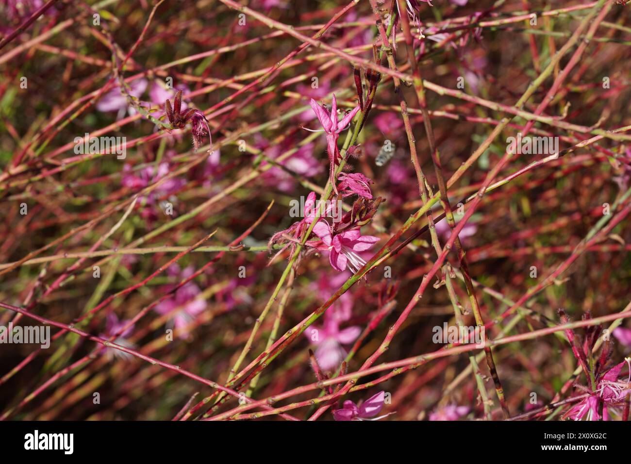 Cutout of a shrub with long straight stems with tiny violet color ...