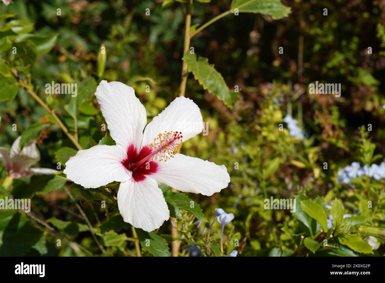 Hibiscus flower with white petals, red stigma and yellow anthers. On ...