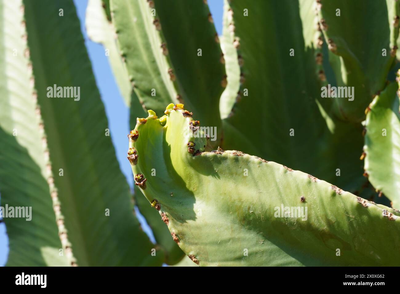 Stems of cactus in Latin called Pachycerus gaumeri growing outdoors ...