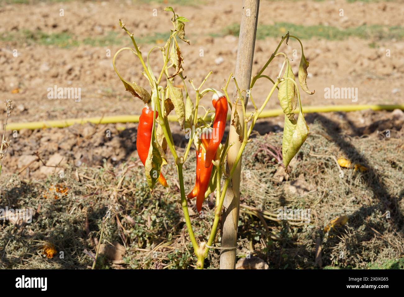 Dried red peppers fruits on the stem of dried pepper plant at the end ...