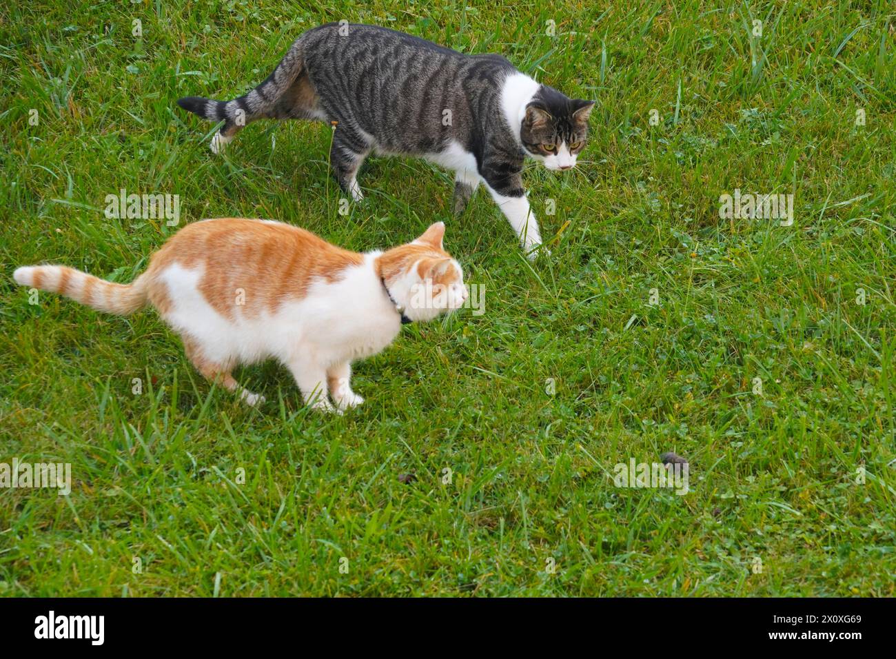 Chasing the mouse hi-res stock photography and images - Alamy