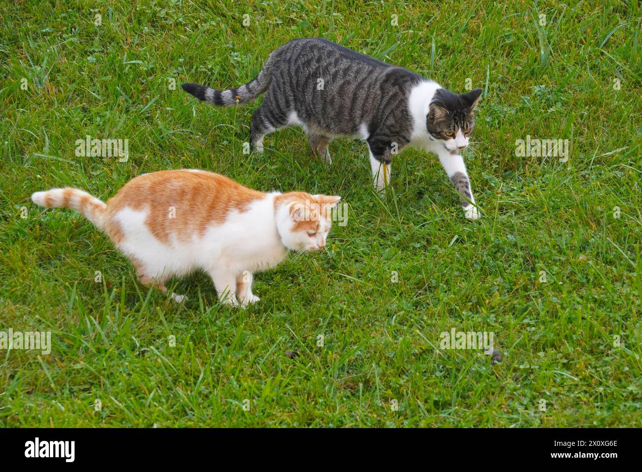 Cats chasing a mouse hi-res stock photography and images - Alamy
