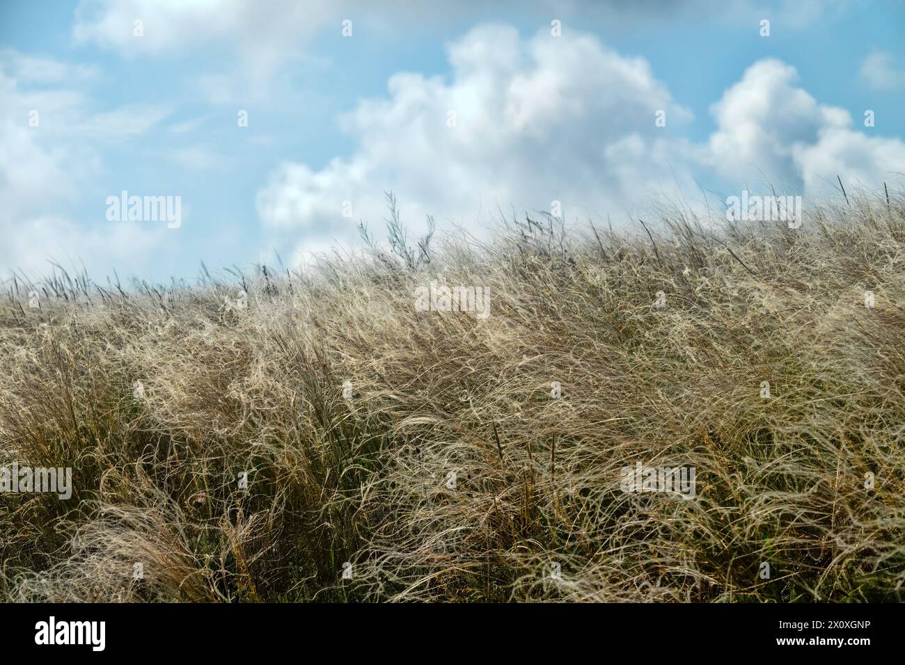 Feather-grass true steppe. Northern Black Sea region. The most common ...