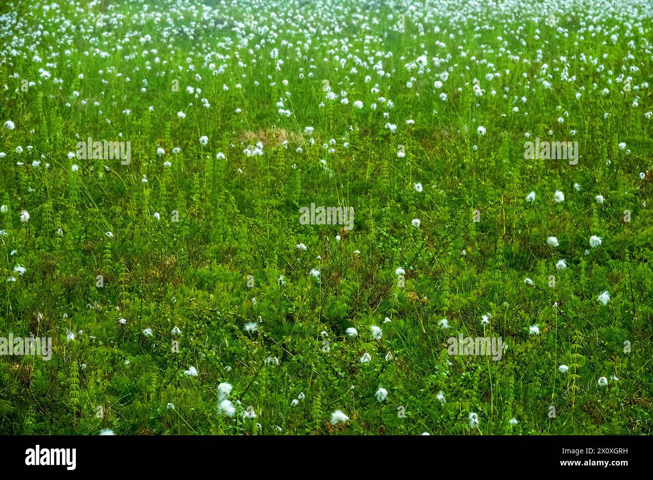 Wet tundra with horsetail and Cotton grass (Eriophorum sp.) Kola ...
