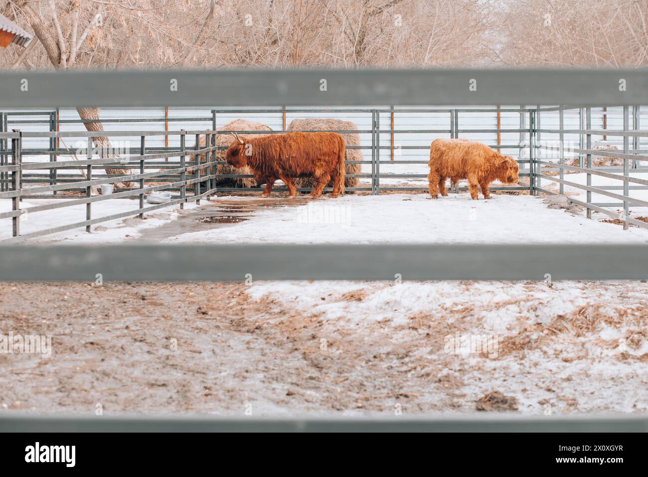 Rustic Resilience : Showcasing the robust nature of highland cows as ...