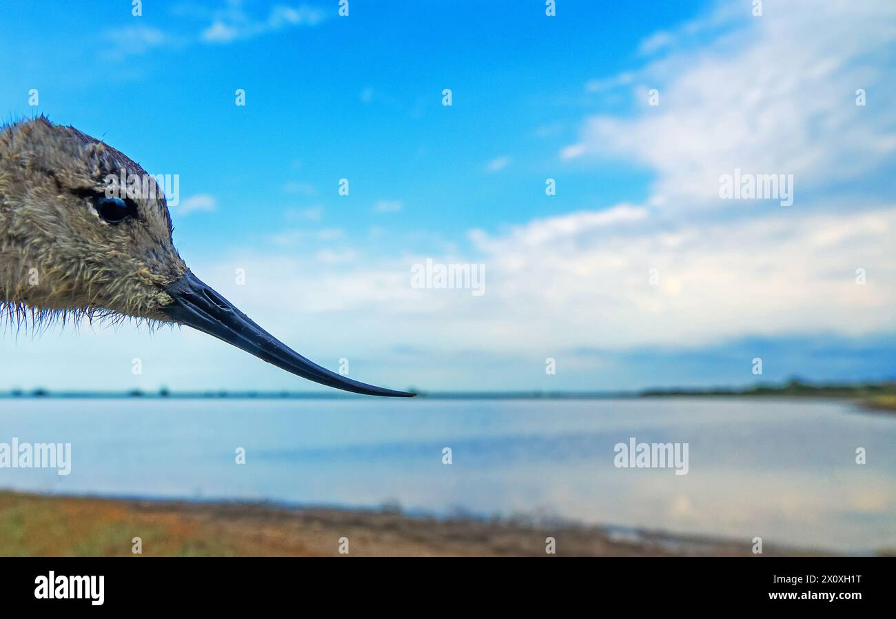 A chick Avocet (Recurvirostra avosetta) with a very strange bill shape ...