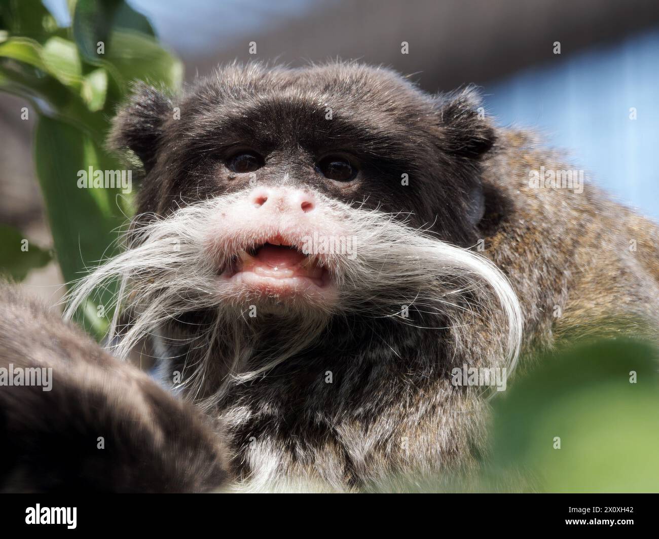 Emperor tamarin, Kaiserschnurrbarttamarin, Tamarin empereur, Saguinus ...