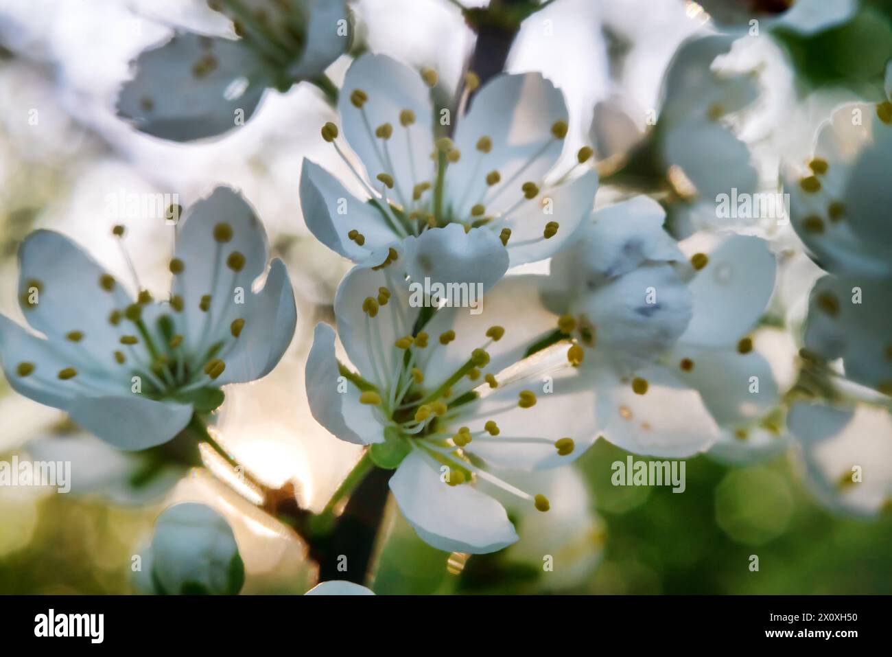 Blooming blackthorn (Prunus spinosa) thornbush (wait-a-minute). Forest ...