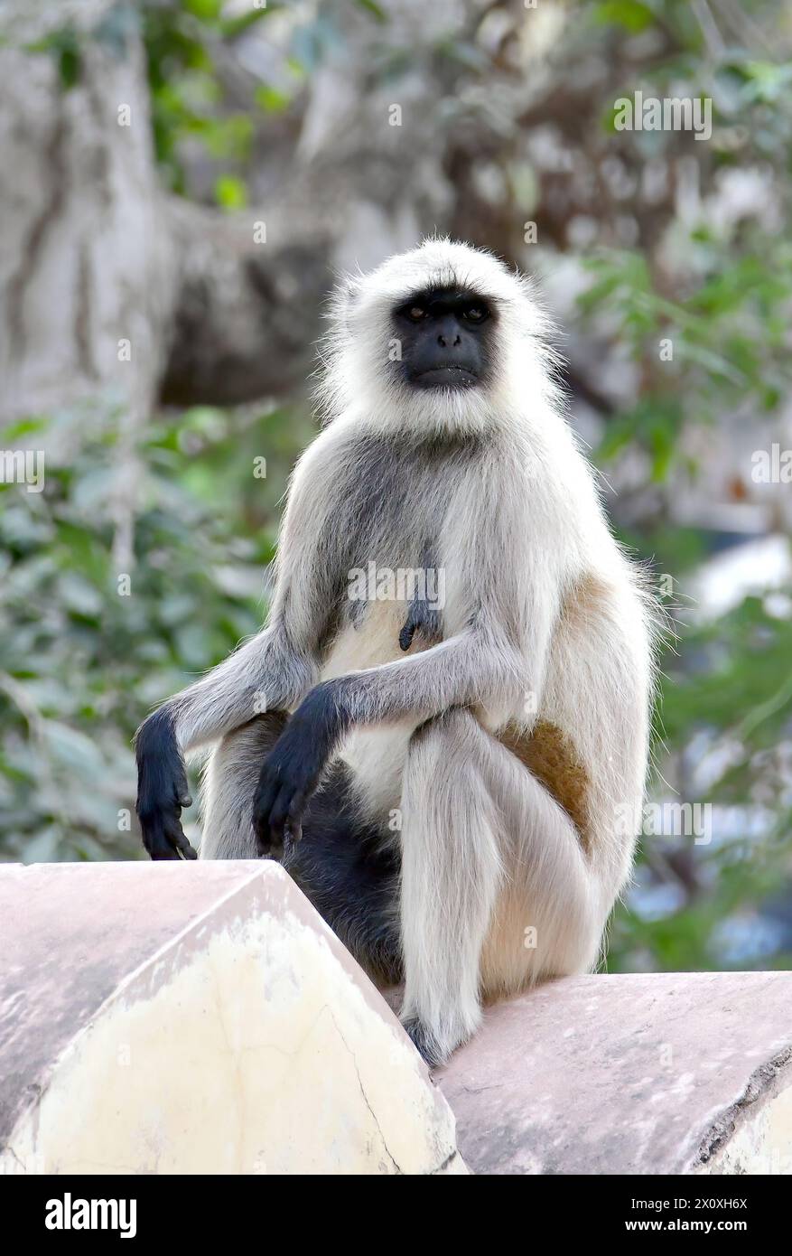 Northern plains gray langur, Hanuman langur, Bengalischer Hanuman ...