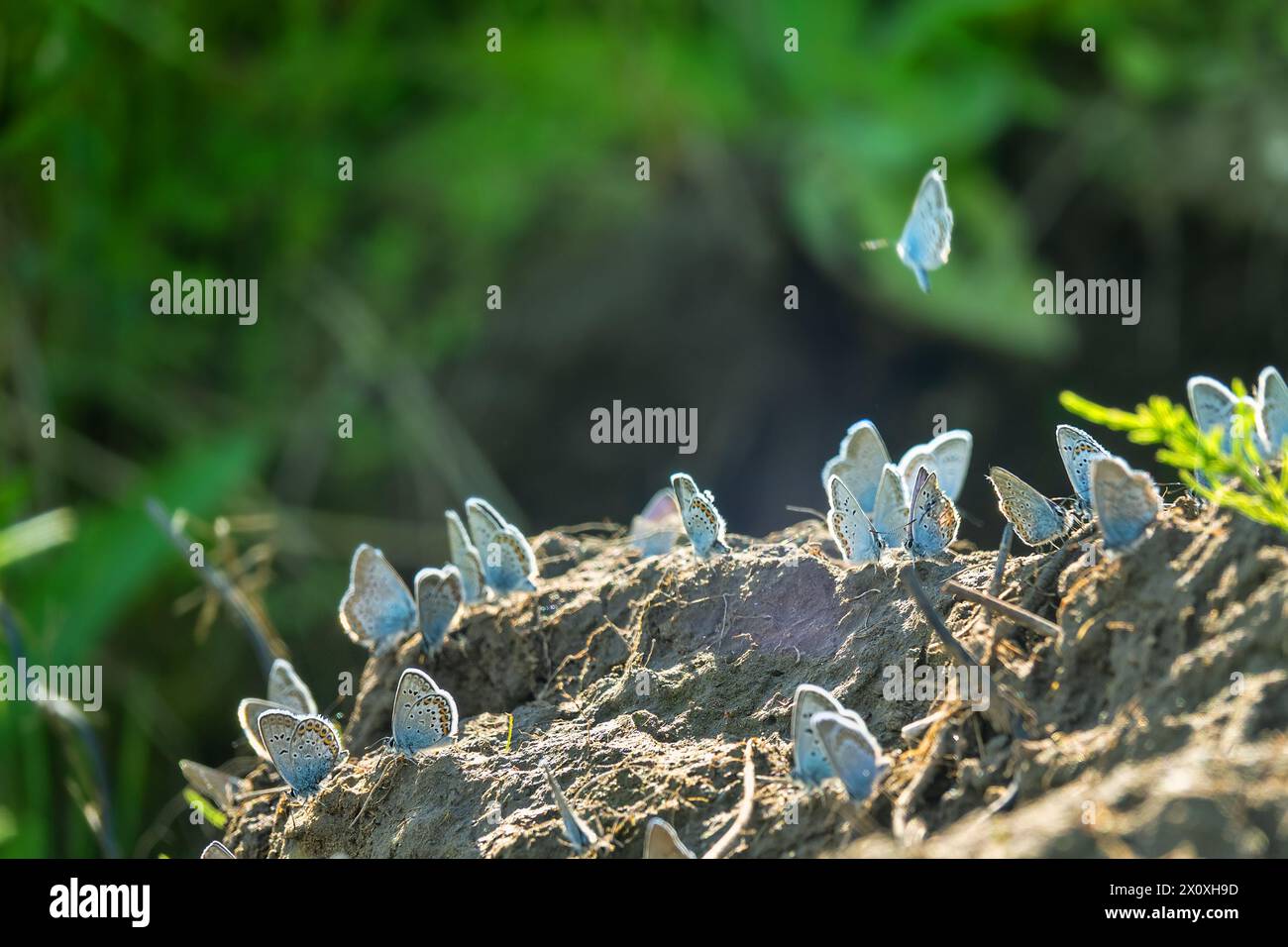 Abundance of butterflies in wet areas: Large blue (Maculinea arion ...