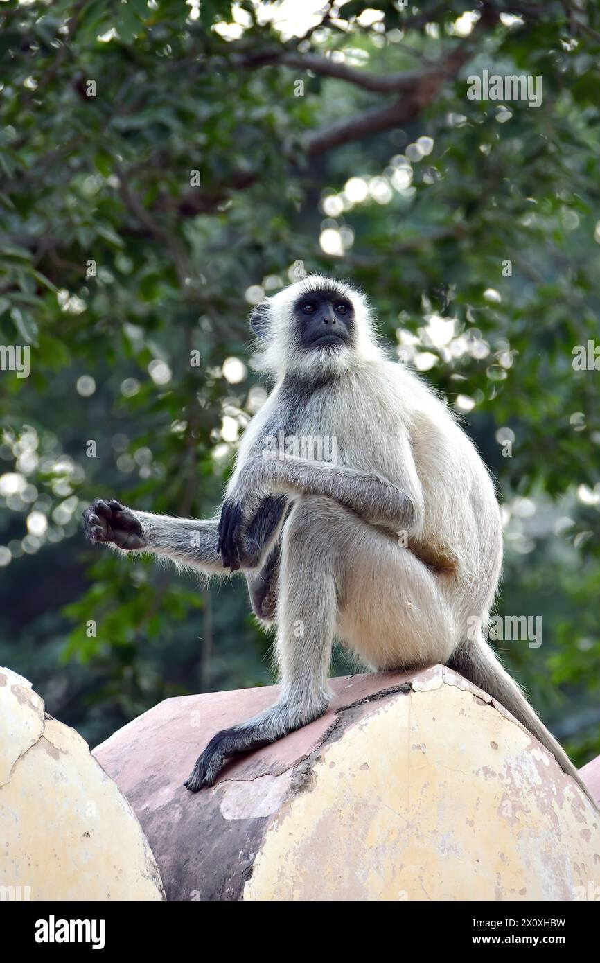 Northern plains gray langur, Hanuman langur, Bengalischer Hanuman ...