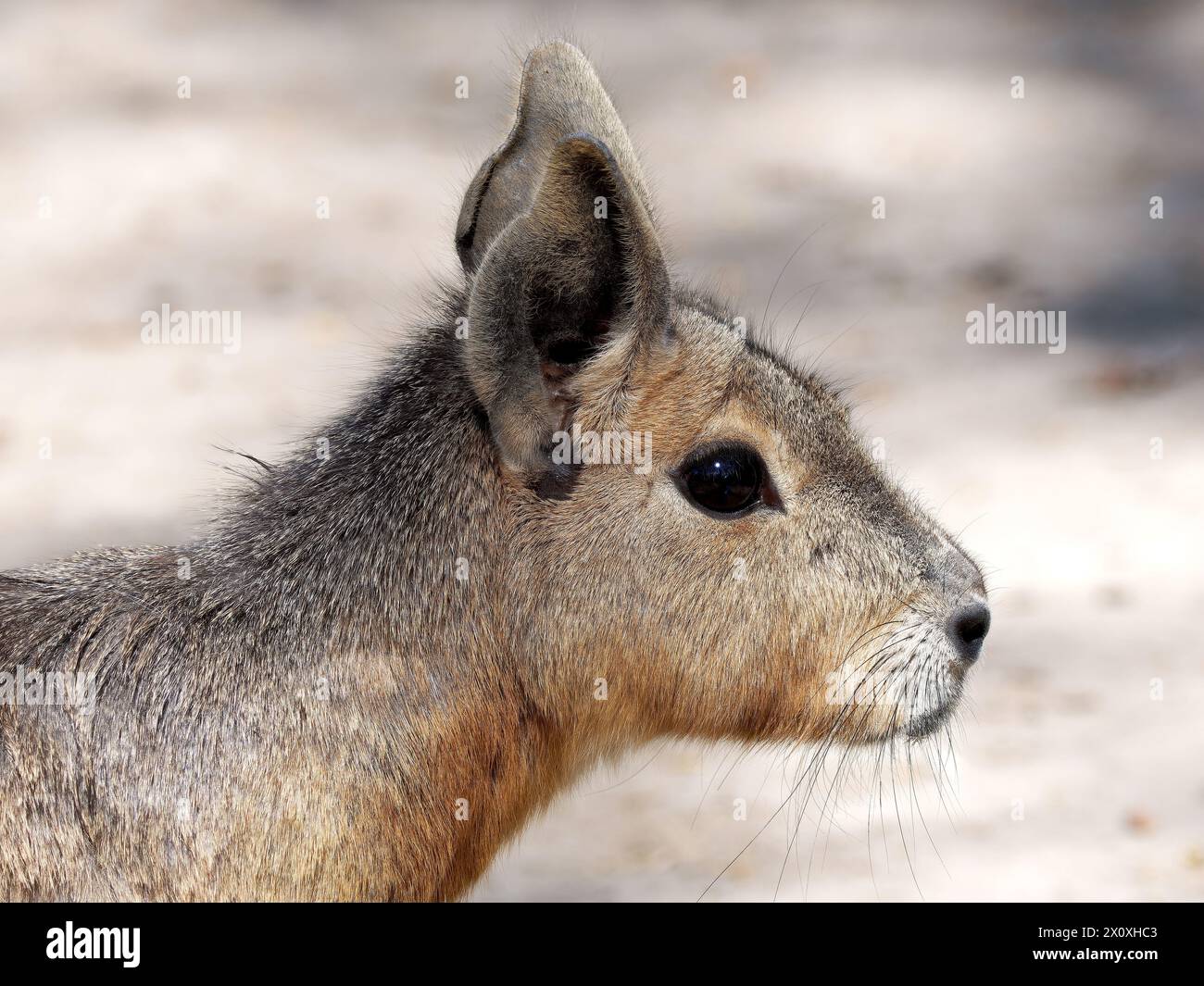 Lievre des pampas hi-res stock photography and images - Alamy