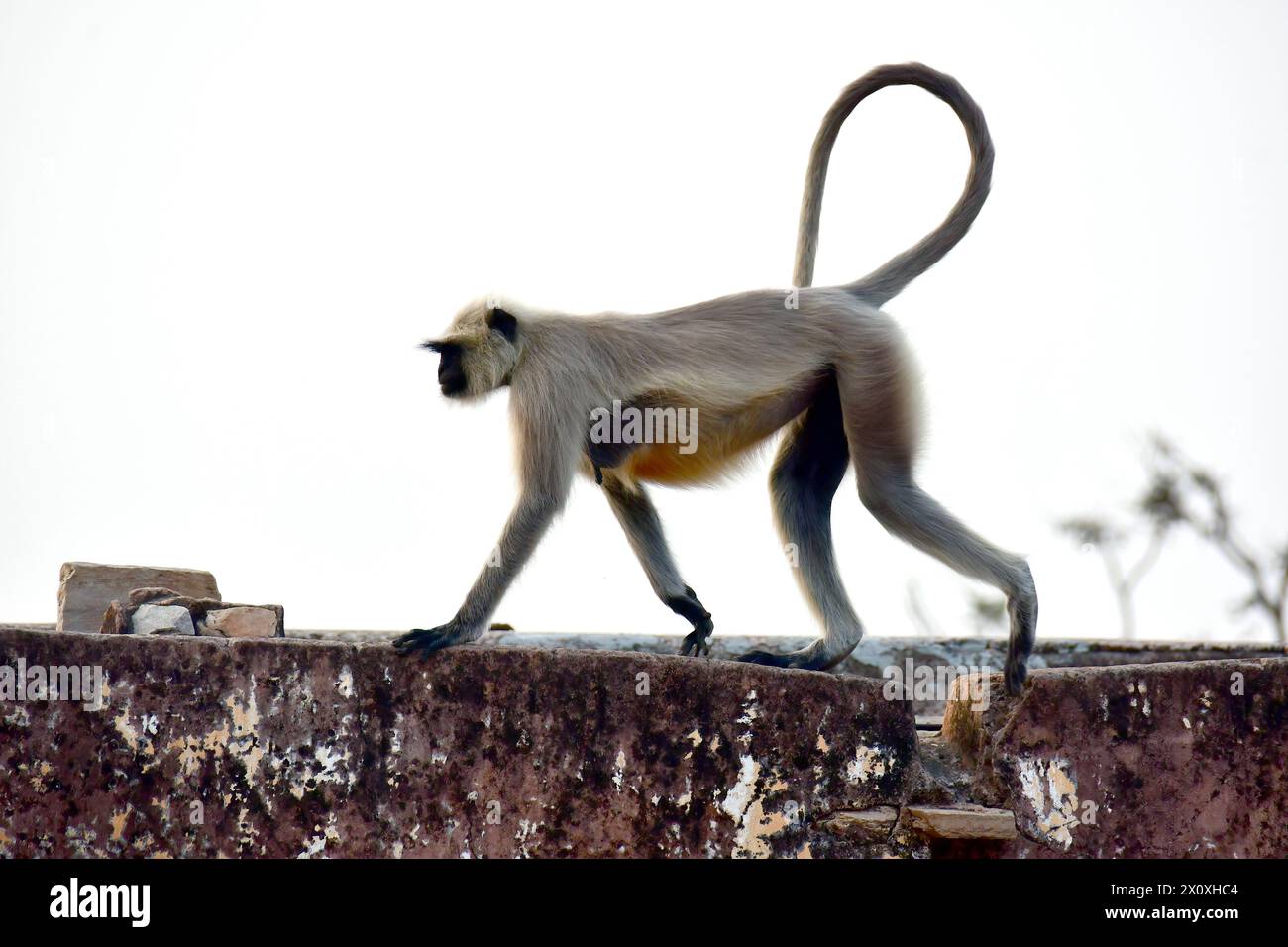 Northern plains gray langur, Hanuman langur, Bengalischer Hanuman ...