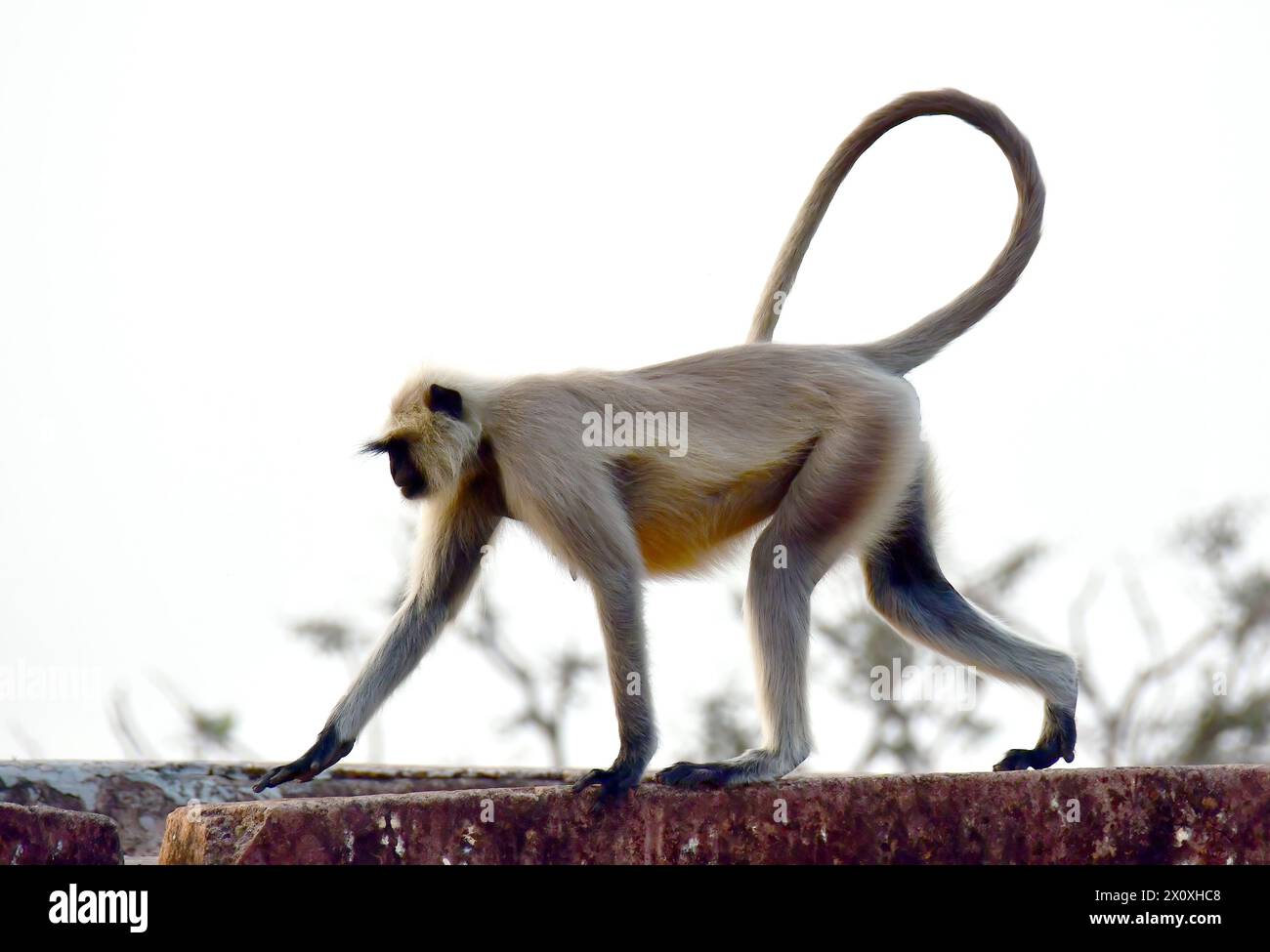 Northern plains gray langur, Hanuman langur, Bengalischer Hanuman ...