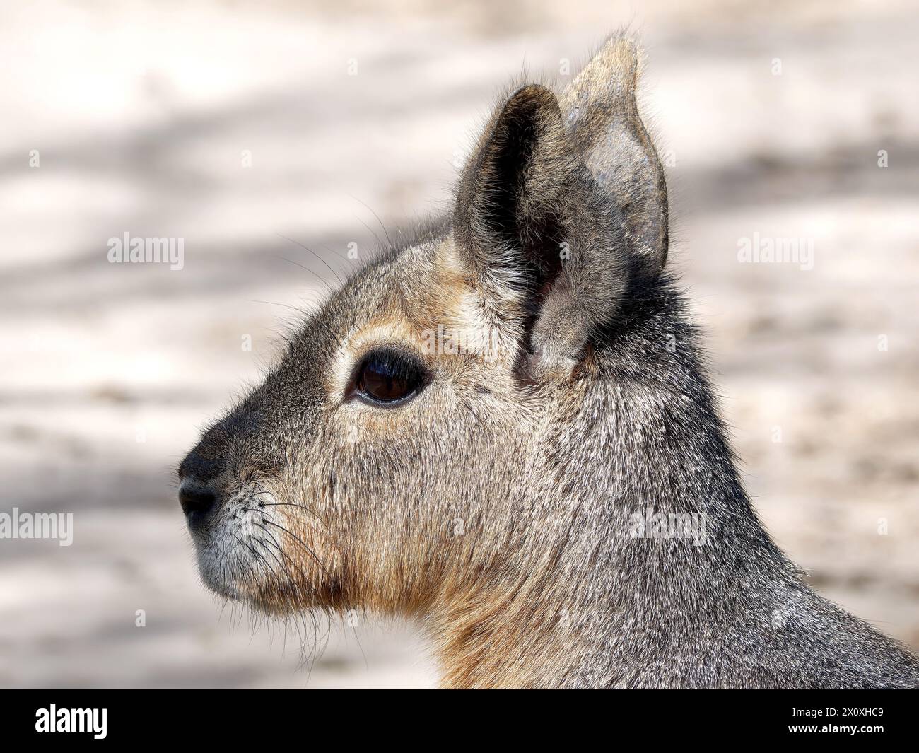Mara patagonia patagonian dolichotis patagonum mammal animal wildlife ...