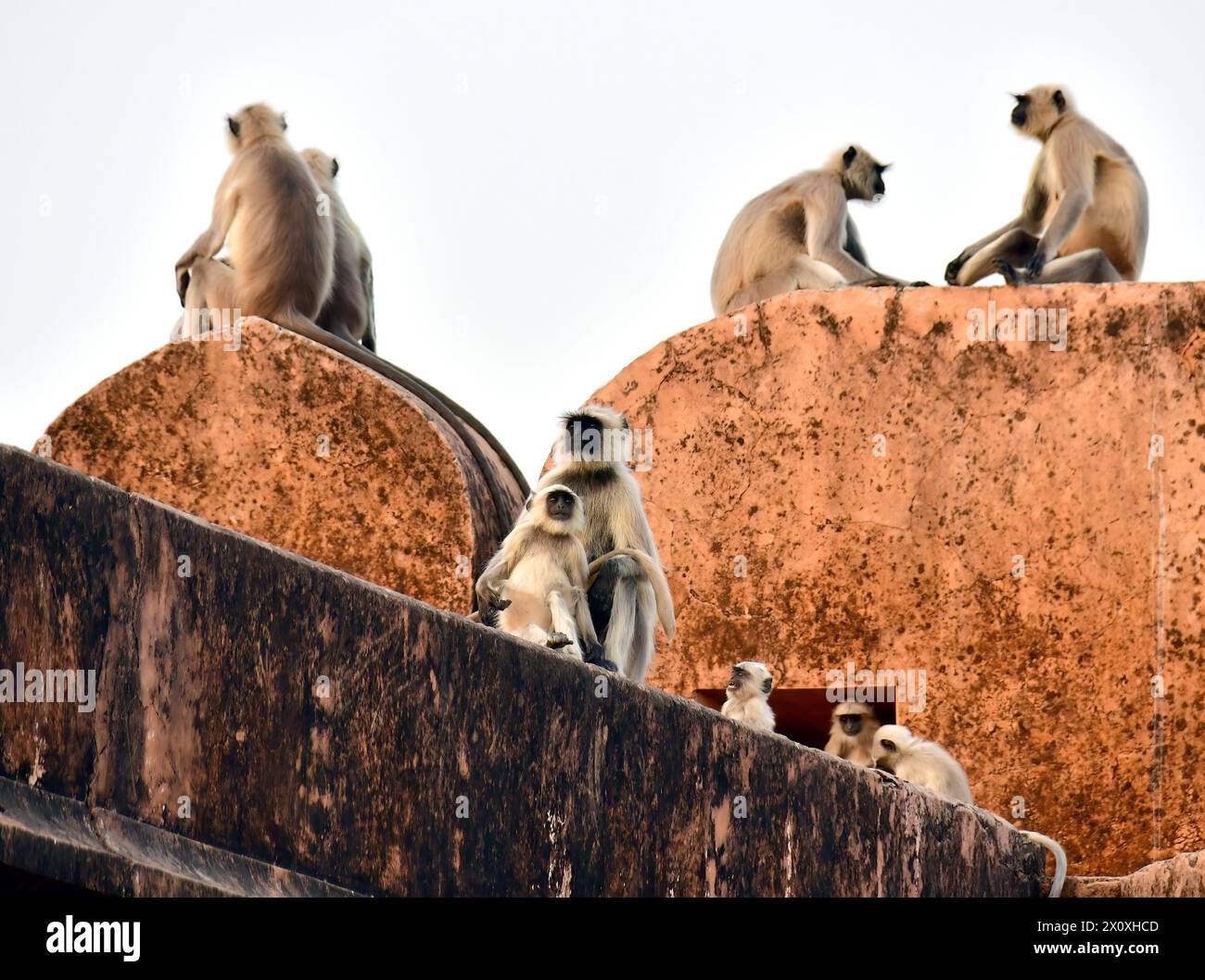 Northern plains gray langur, Hanuman langur, Bengalischer Hanuman ...
