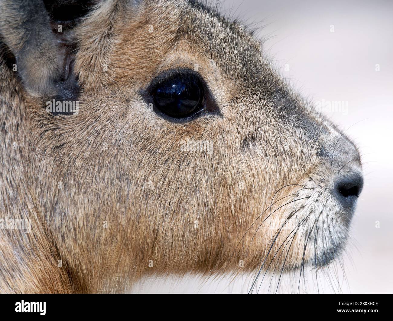 Fauna de mara hi-res stock photography and images - Alamy