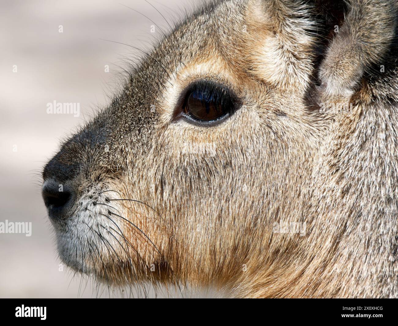 Mara patagonia patagonian dolichotis patagonum mammal animal wildlife ...