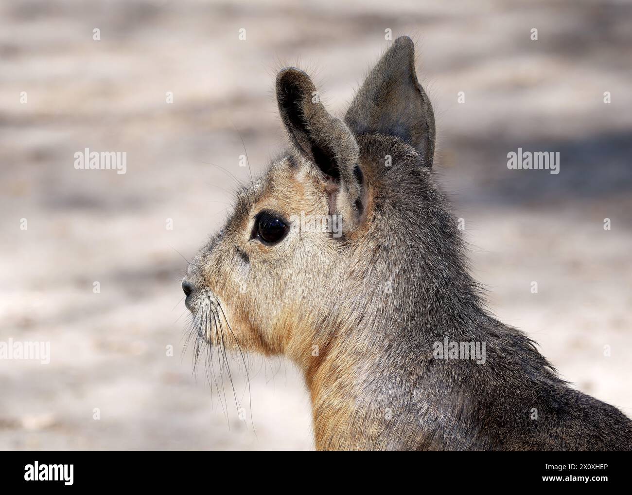 Mara patagonia patagonian dolichotis patagonum mammal animal wildlife ...