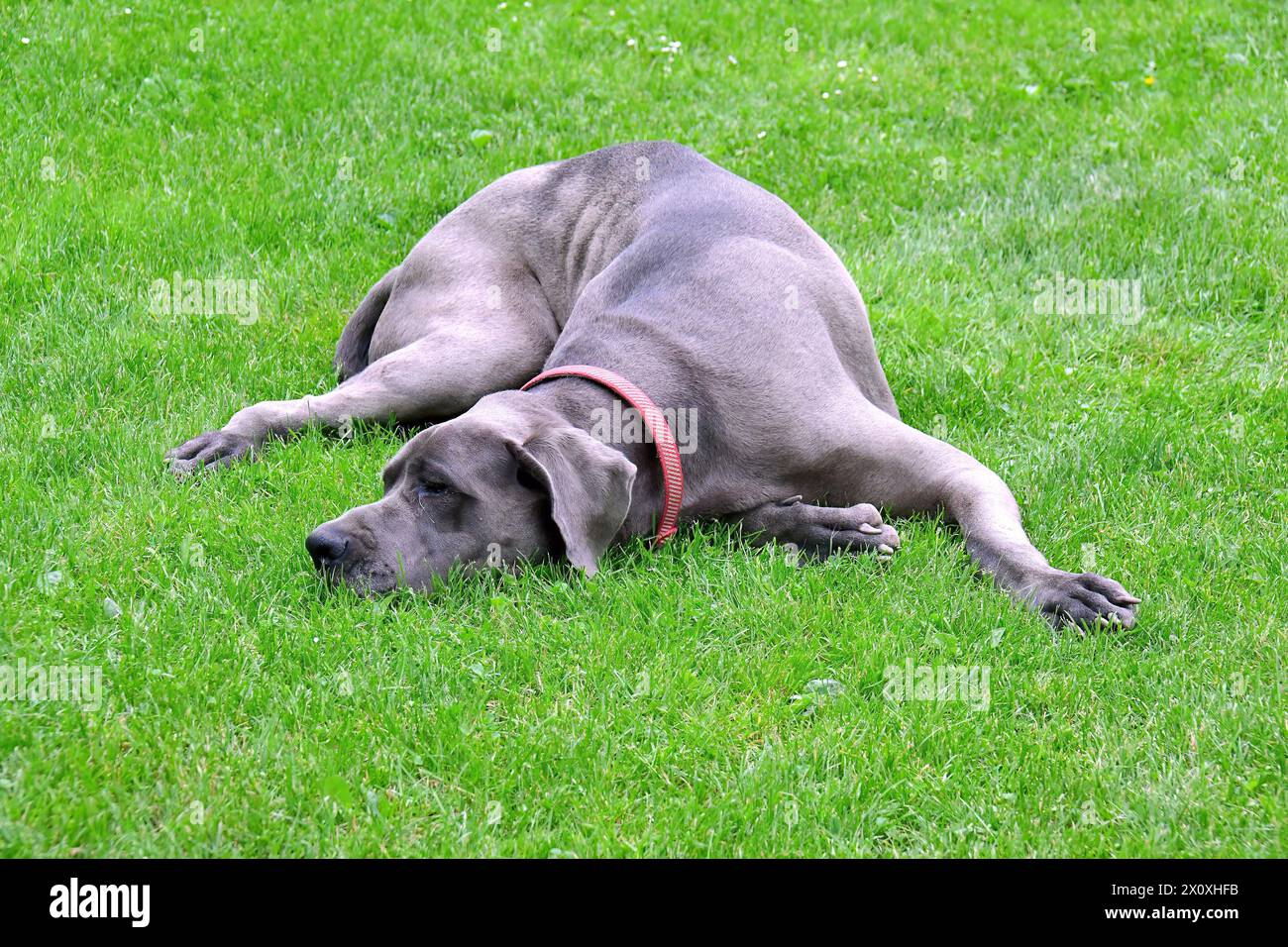 Nemet dog hi-res stock photography and images - Alamy