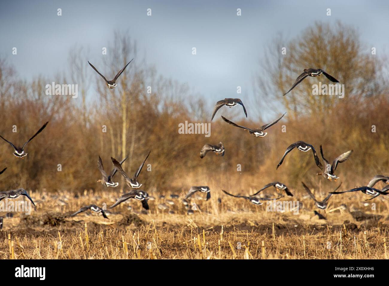 Wild geese overwinter on European former cornfields and near livestock ...