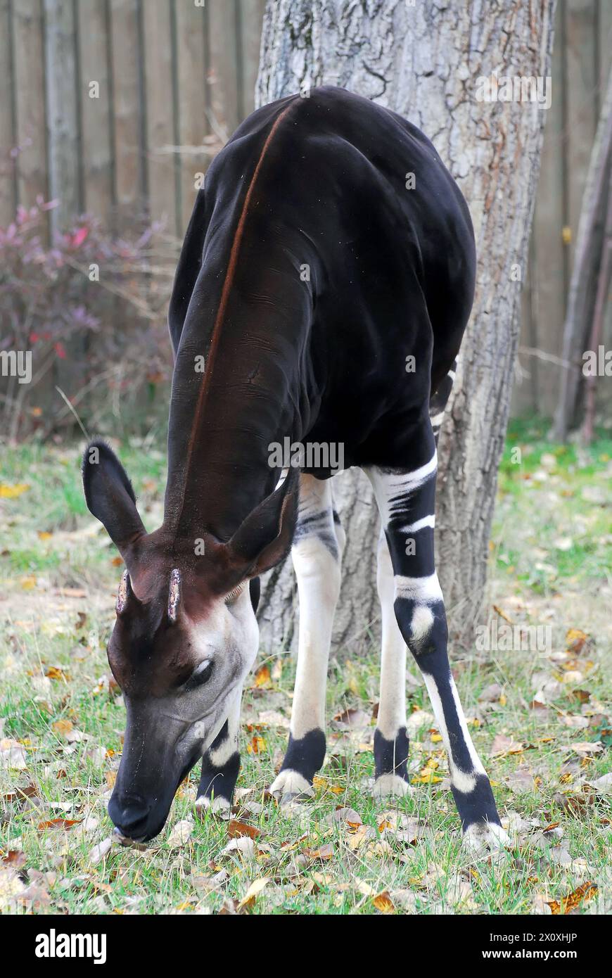 okapi, forest giraffe, Congolese giraffe, zebra giraffe, Waldgiraffe ...