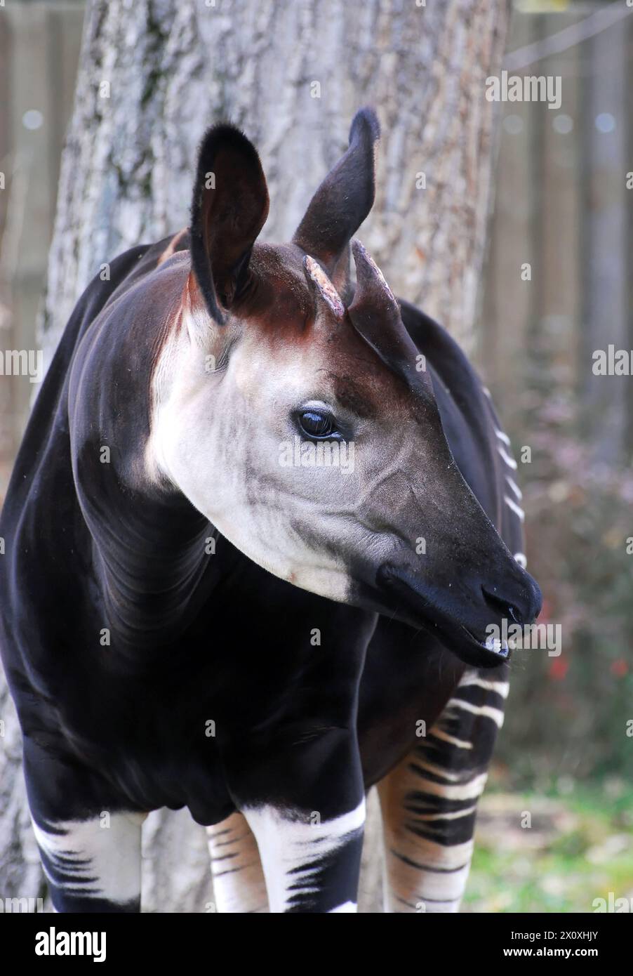 okapi, forest giraffe, Congolese giraffe, zebra giraffe, Waldgiraffe ...
