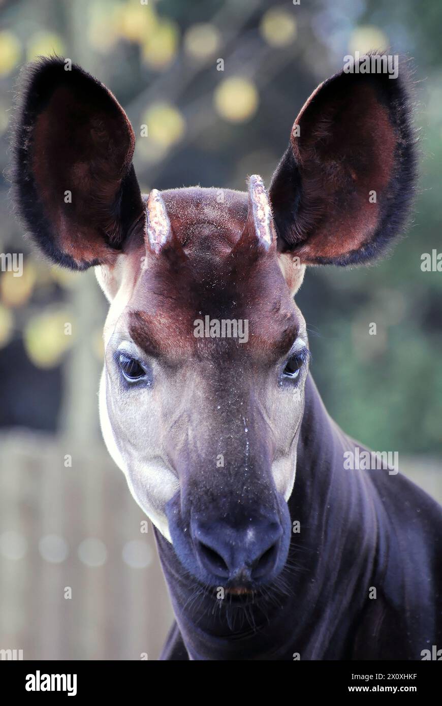 Okapiina hi-res stock photography and images - Alamy