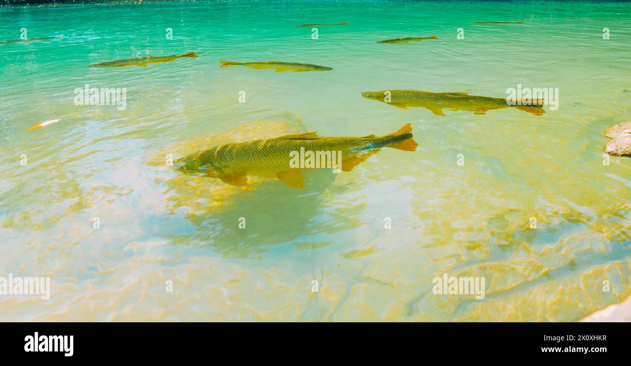 Fish swim in the crystal clear waters of the Formoso River, in the ...