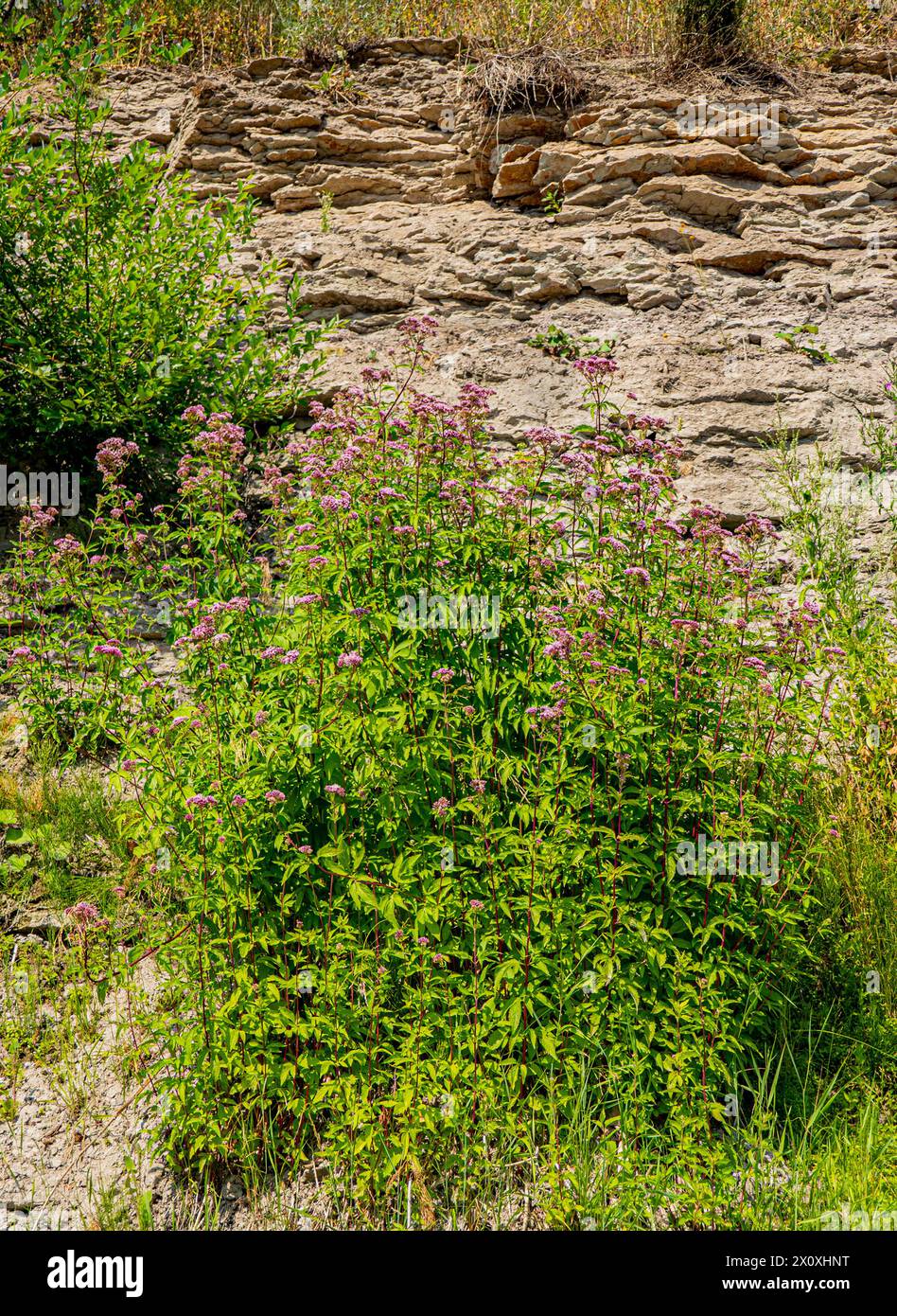 Plants that live in limestone outcrops: calciphil (lime-loving crop ...