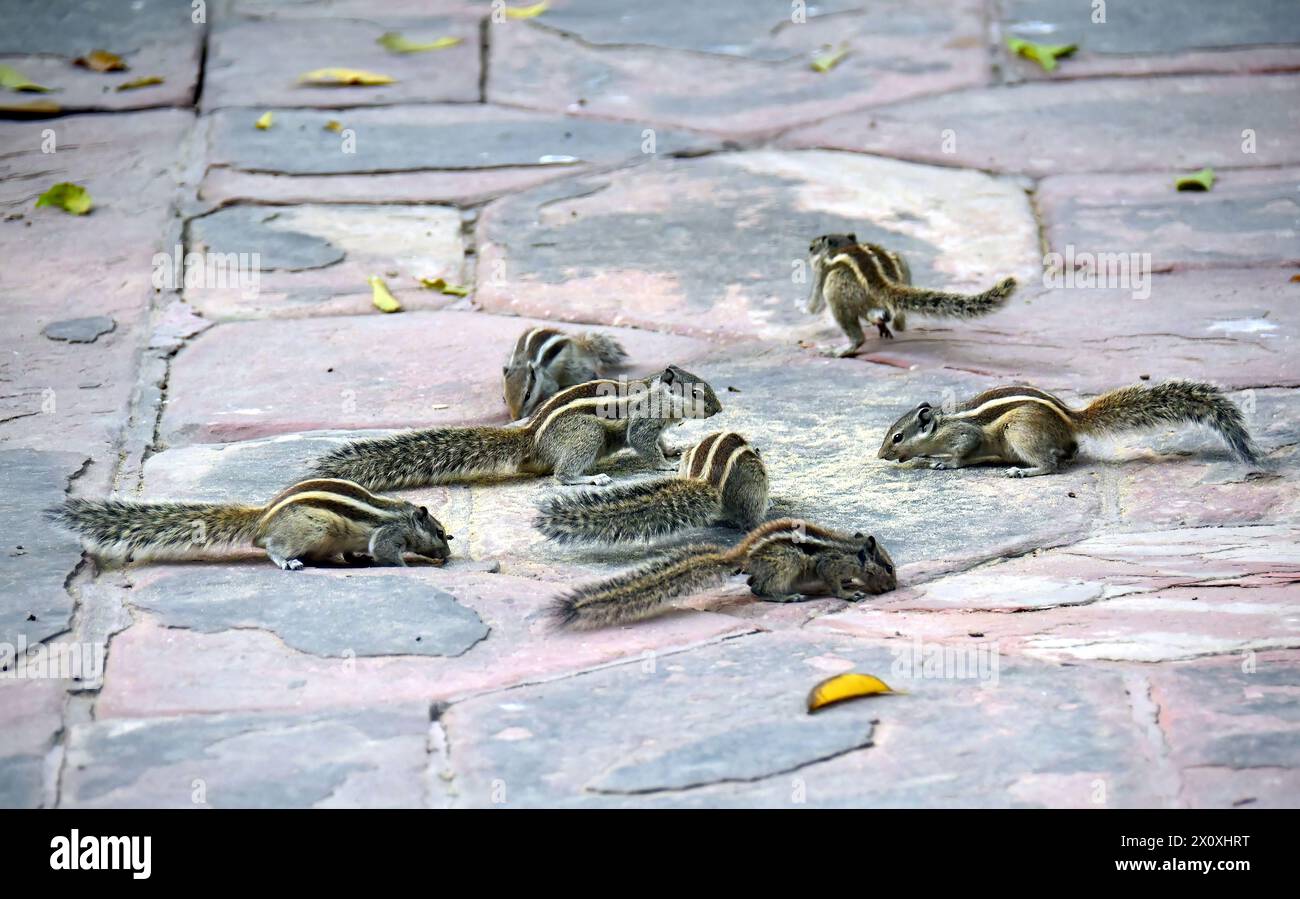 northern palm squirrel, five-striped palm squirrel, Nördliches ...