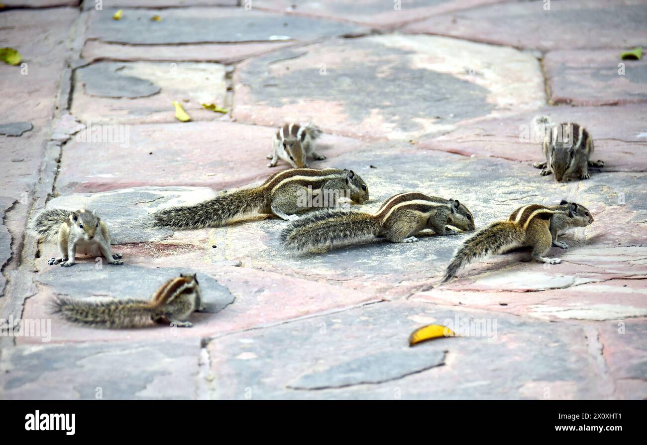northern palm squirrel, five-striped palm squirrel, Nördliches ...