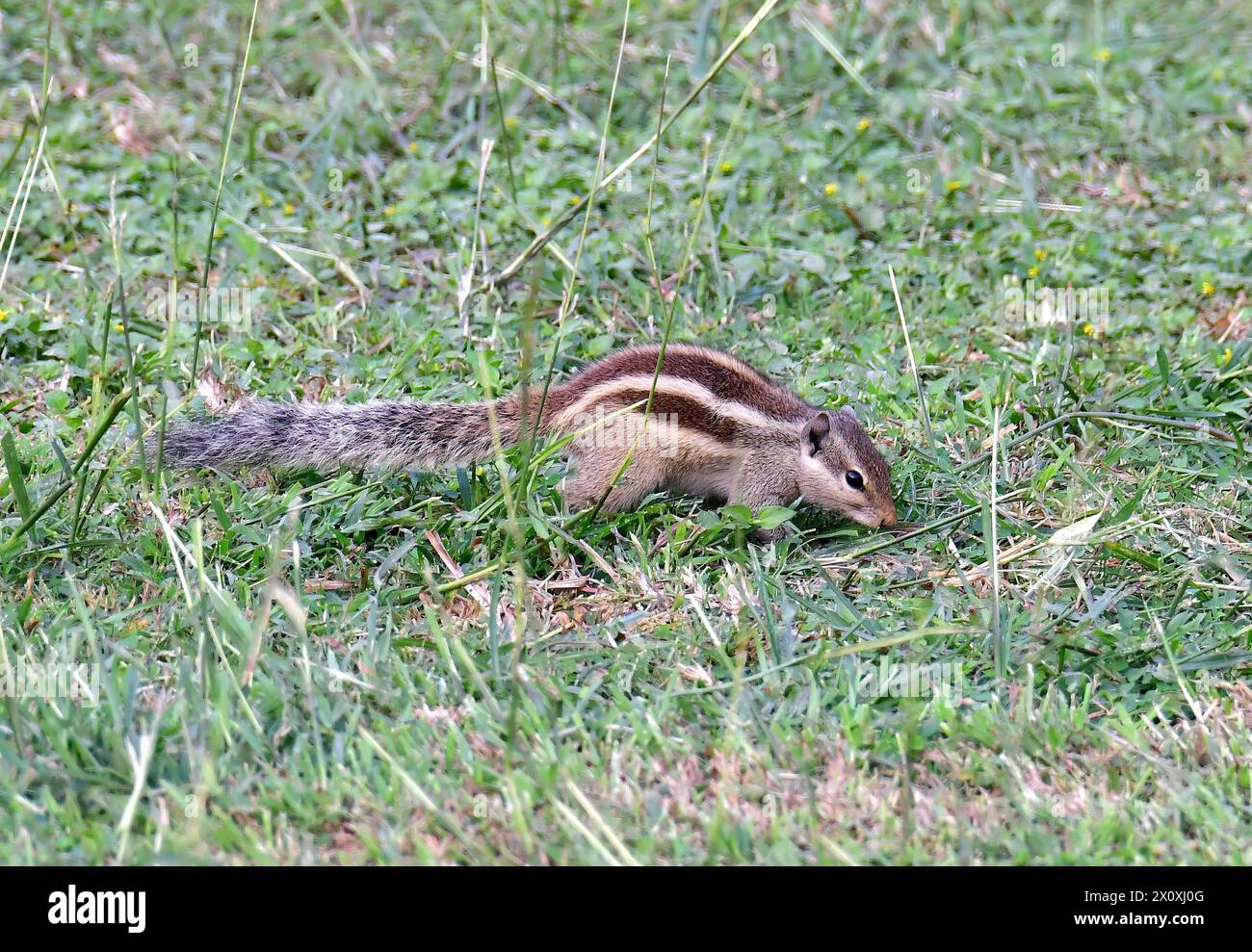 northern palm squirrel, five-striped palm squirrel, Nördliches ...