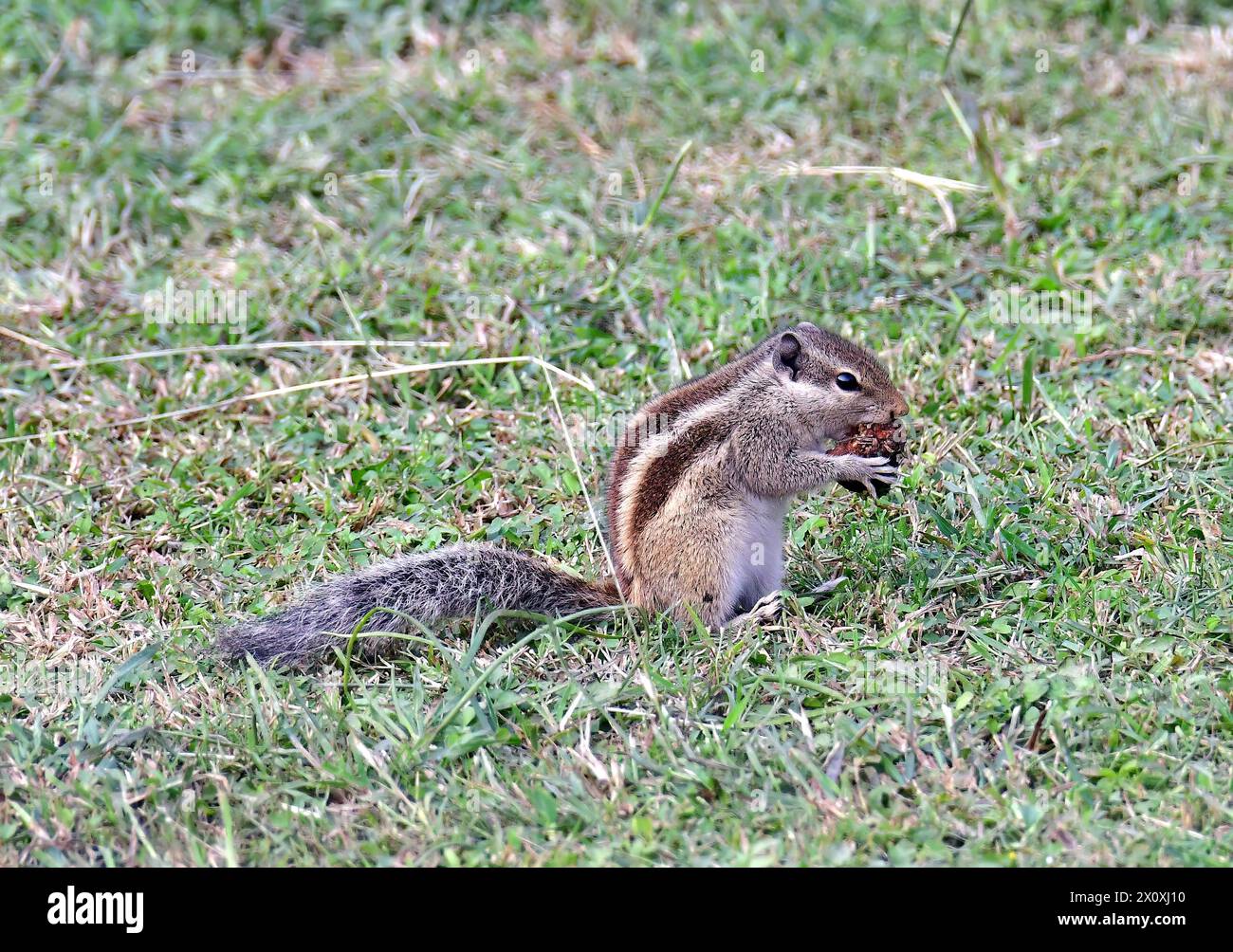 northern palm squirrel, five-striped palm squirrel, Nördliches ...