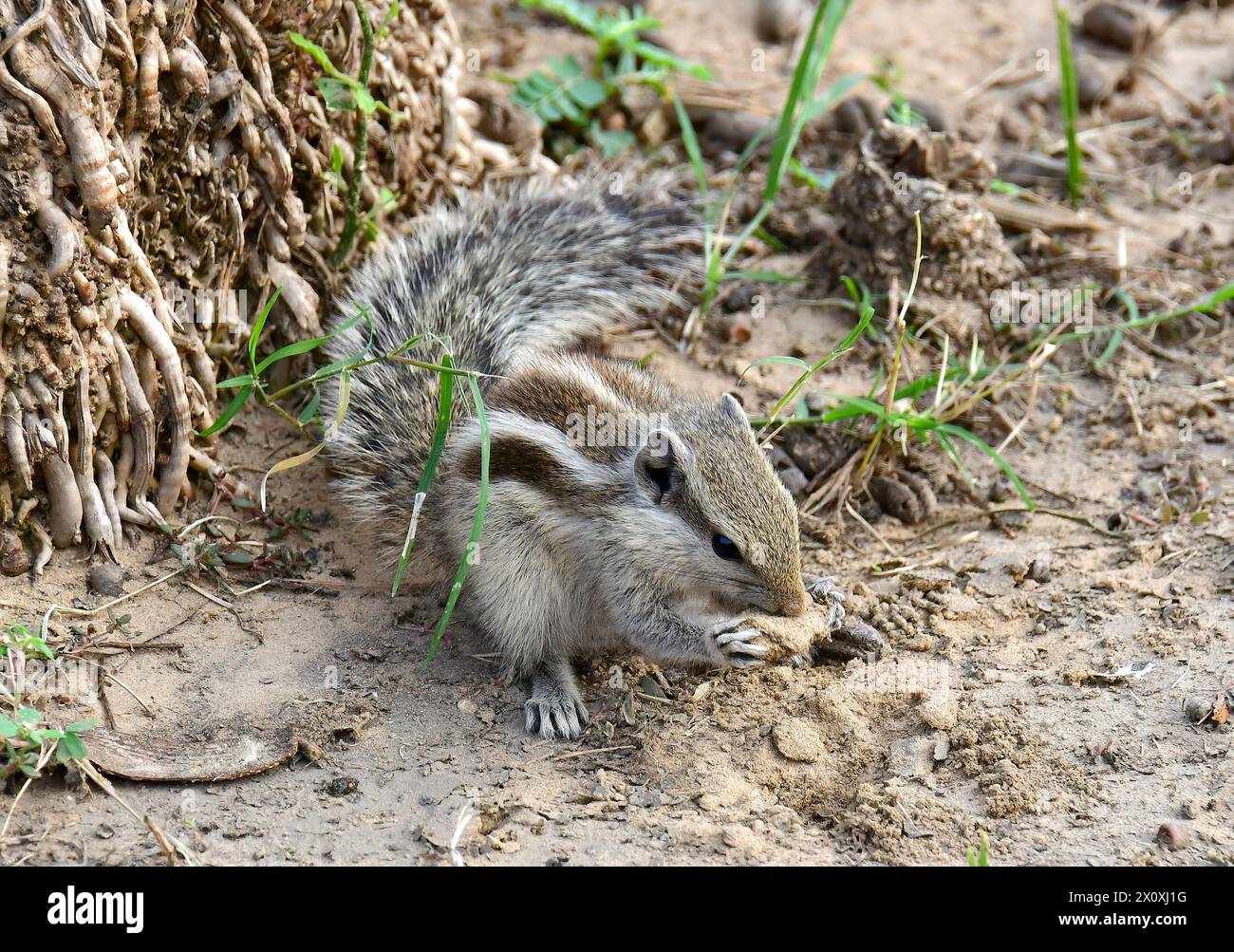 northern palm squirrel, five-striped palm squirrel, Nördliches ...