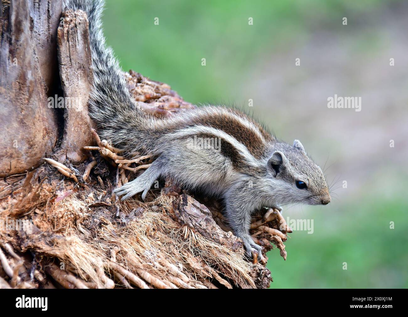 northern palm squirrel, five-striped palm squirrel, Nördliches ...