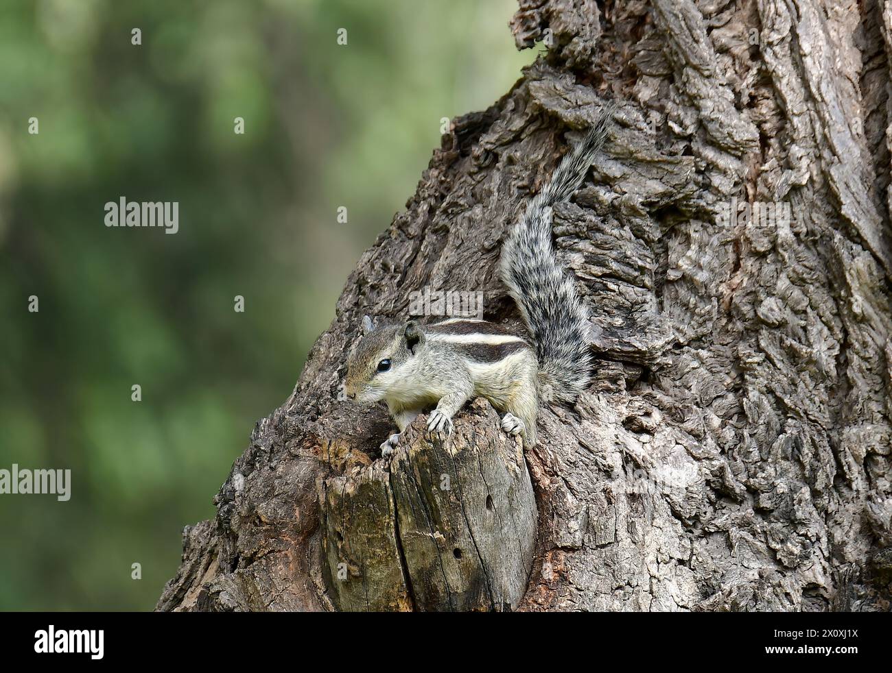 northern palm squirrel, five-striped palm squirrel, Nördliches ...