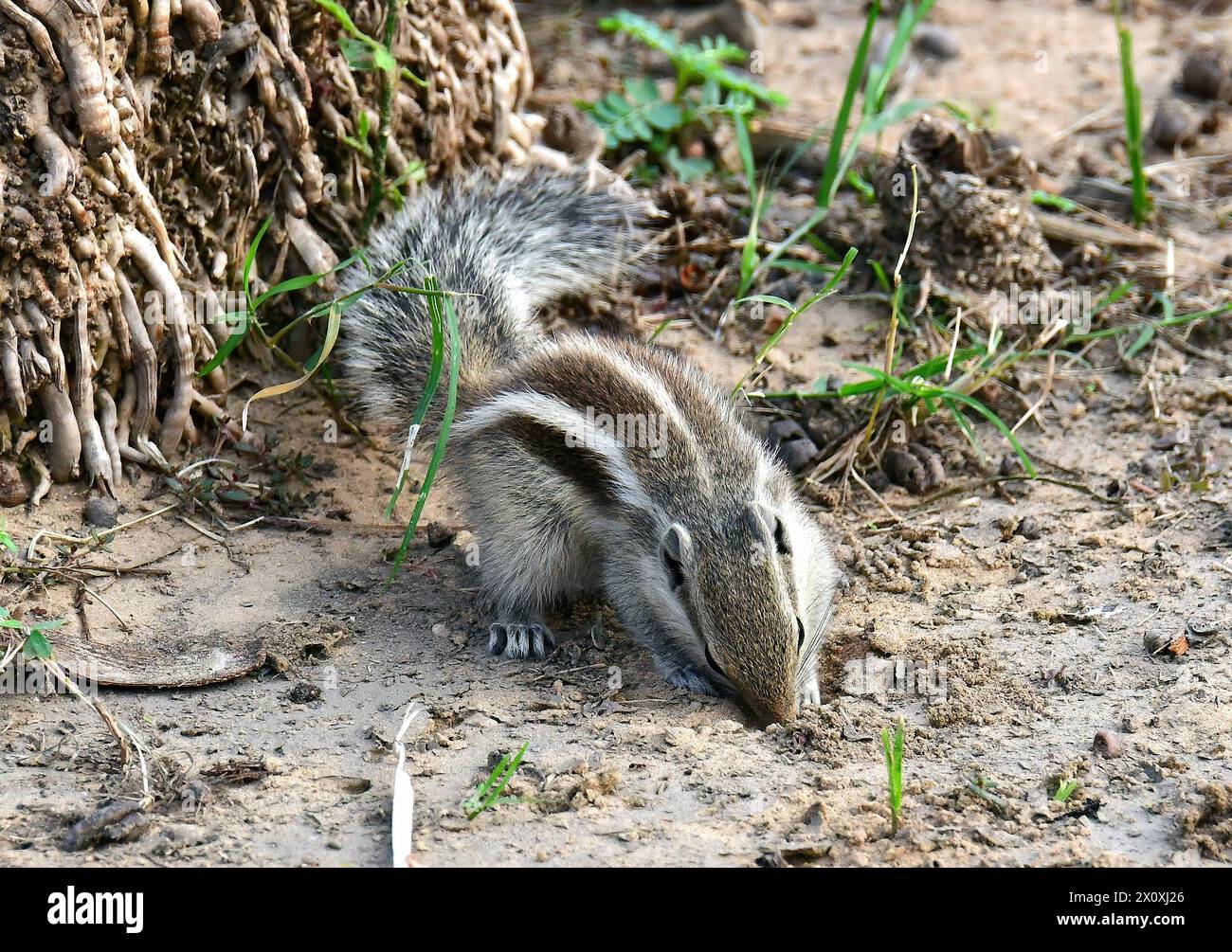 northern palm squirrel, five-striped palm squirrel, Nördliches ...