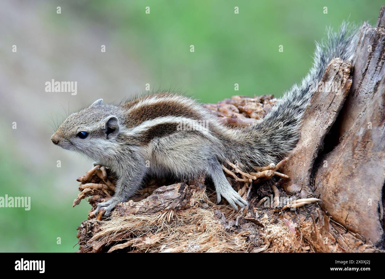 northern palm squirrel, five-striped palm squirrel, Nördliches ...