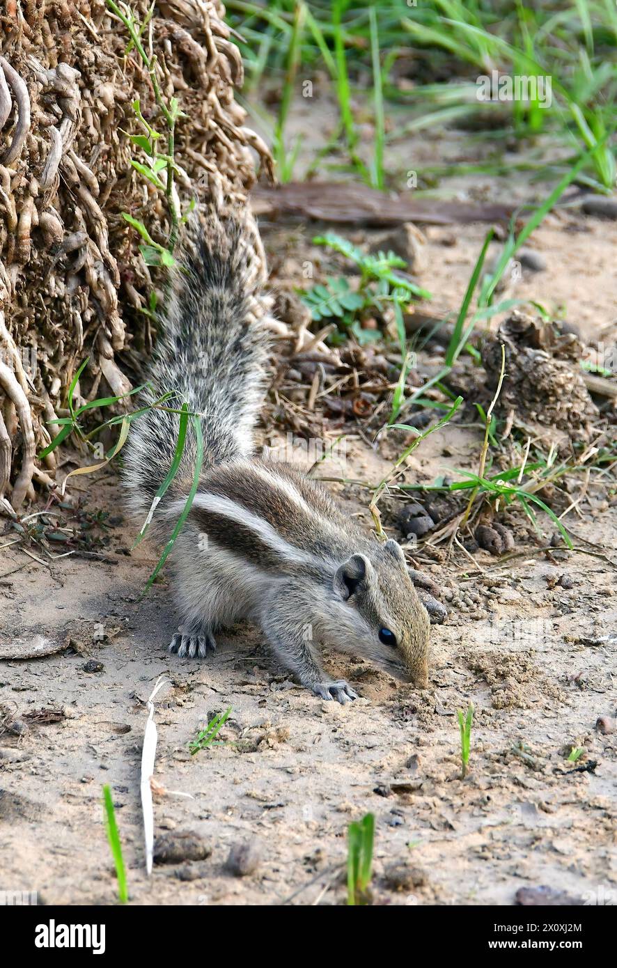 northern palm squirrel, five-striped palm squirrel, Nördliches ...