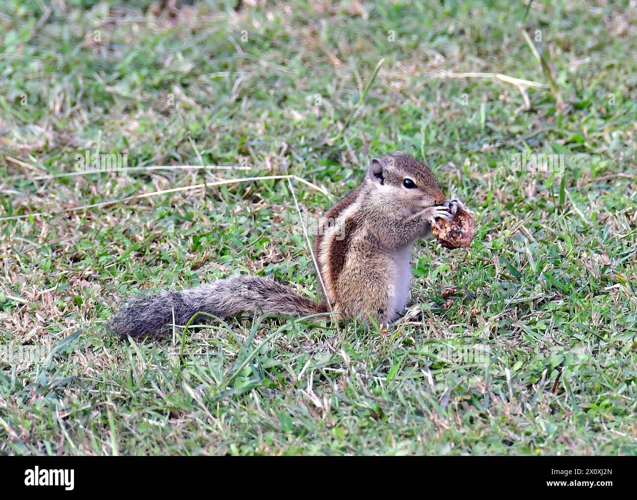 northern palm squirrel, five-striped palm squirrel, Nördliches ...