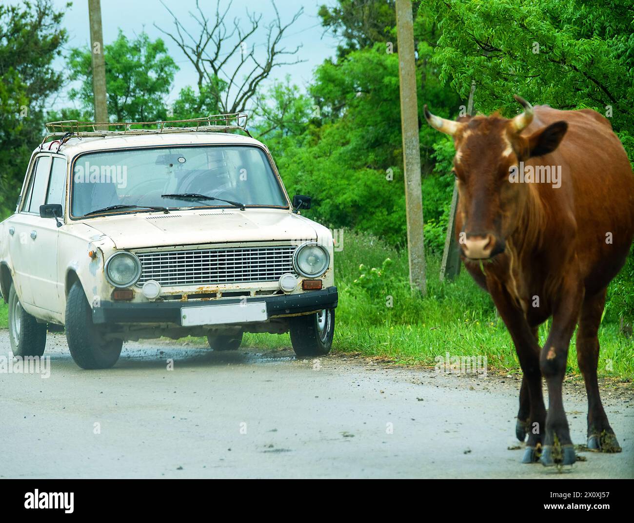 A cow crosses the road in front of a car. Soviet Zhiguli VAZ-2101 car ...